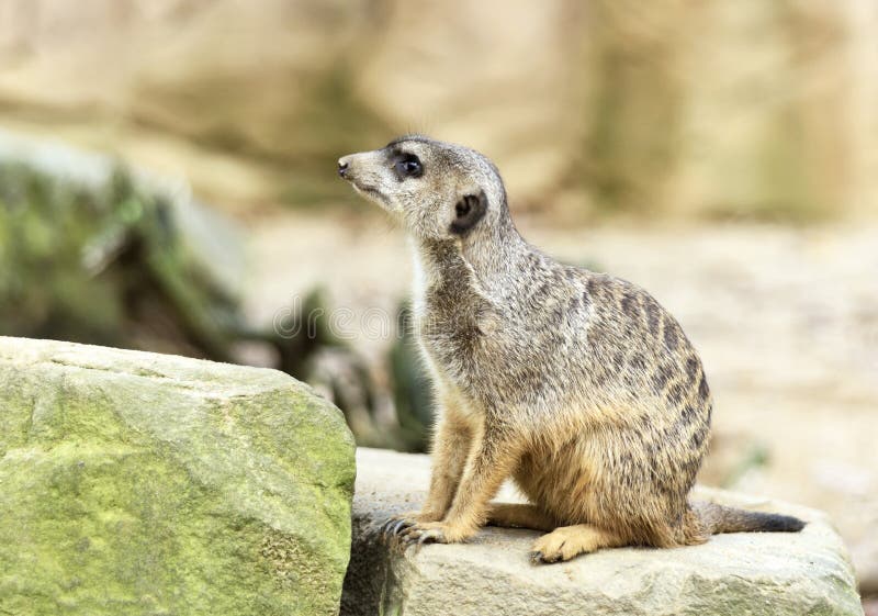 Suricate watching out stock image. Image of macro, looking - 70560677