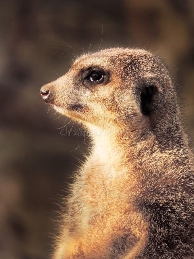 Suricate watching out stock photo. Image of cute, staring - 70561084