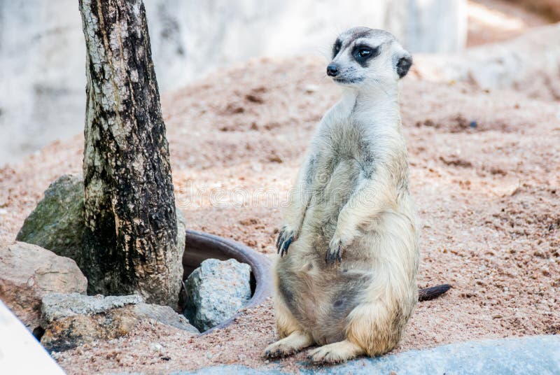 Suricate stock photo. Image of nature, small, kalahari - 43710830