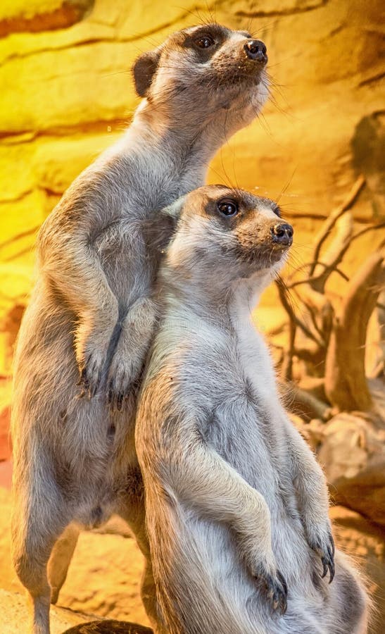 Suricate stock image. Image of animal, suricate, meerkat - 61575151