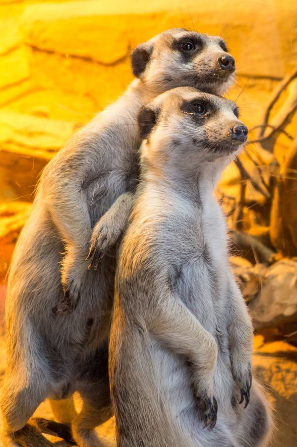 Suricate stock photo. Image of safari, scream, cute, african - 61313832