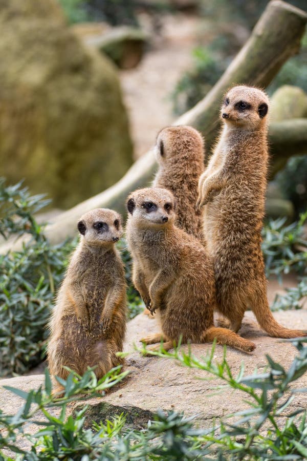 Suricates image stock. Image du verticale, safari, écologie - 101840839