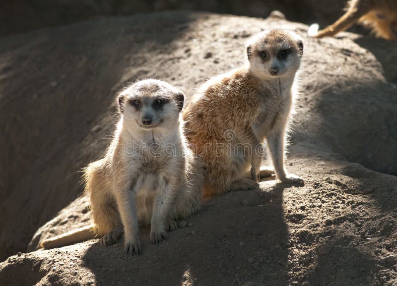 Suricates stock photo. Image of suricata, desert, african - 17645572