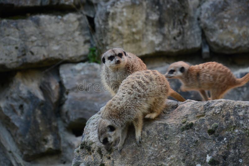 Suricates in Action in the Zoo Stock Photo - Image of baby, dans: 142373018