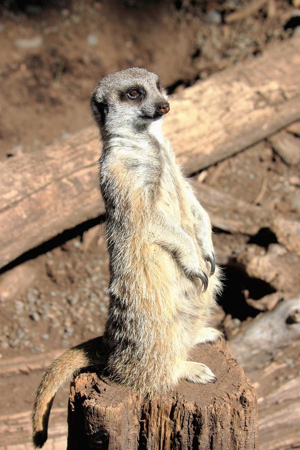 Suricatta Del Suricata De Meerkat Foto de archivo - Imagen de piel ...