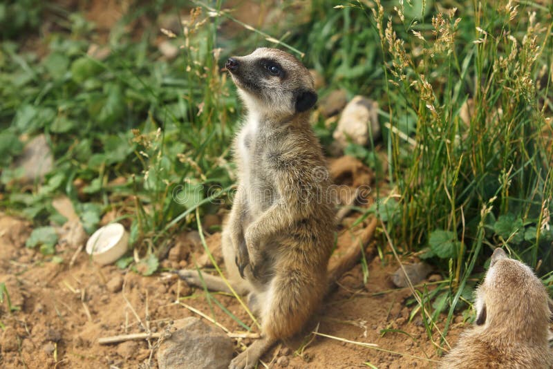 Surikat stock image. Image of face, tunnel, play, insectivore - 26975033