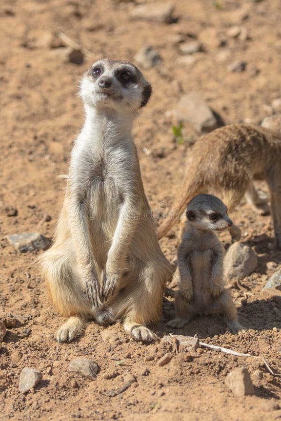 Surikat in a Park in the Nature Stock Image - Image of face, look ...