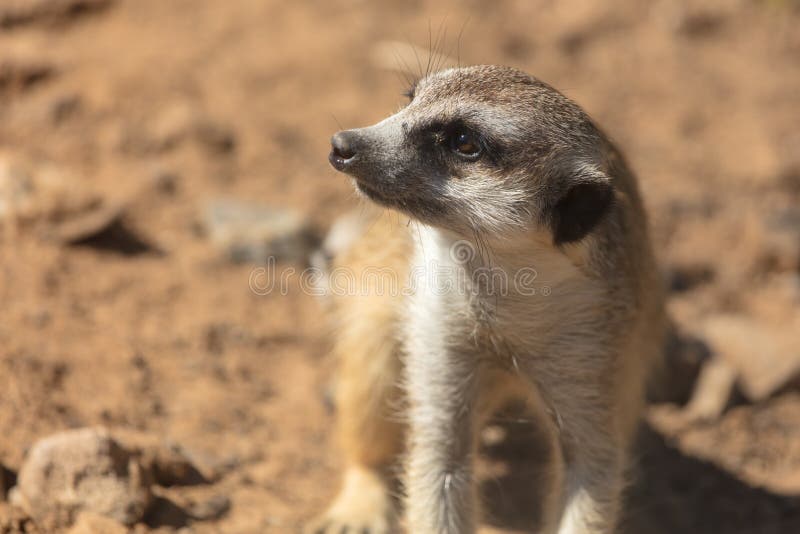 Surikat in a Park in the Nature Stock Photo - Image of sand, brown ...