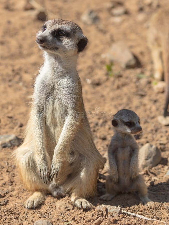 Surikat in a Park in the Nature Stock Photo - Image of fluffy, small ...
