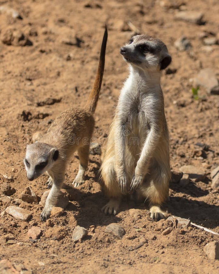 Surikat in a Park in the Nature Stock Image - Image of sand, wild ...