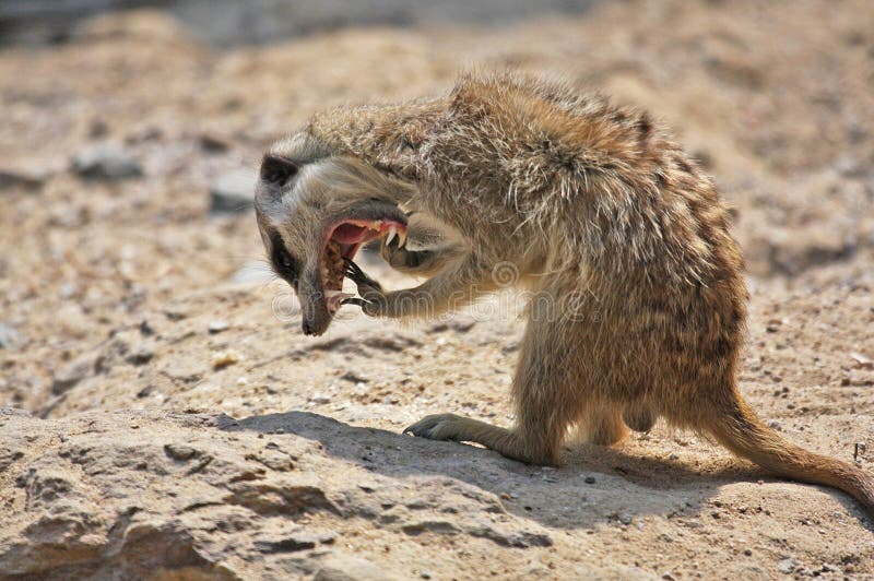 Surikata stock image. Image of nature, mammal, africa - 15059221