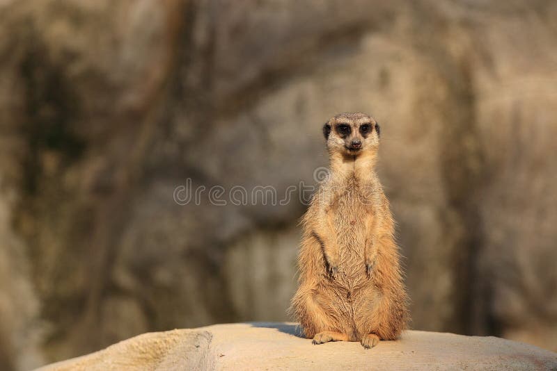 Surikata stock image. Image of desert, mammal, brown - 18438777