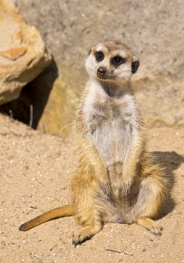 Surikata stock photo. Image of flower, bright, cute, fresh - 24752692