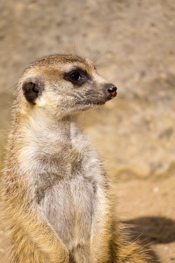 Surikata stock photo. Image of bamboo, decorative, delicate - 24752734