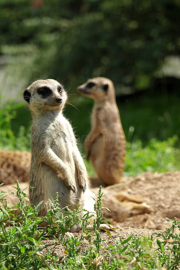 Surikata stock photo. Image of standing, outdoors, southern - 37779070