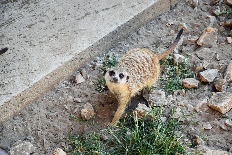 Surikata close up stock image. Image of happy, surikata - 78428381