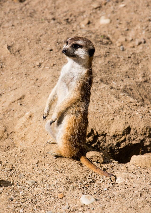 Surikata stock image. Image of nature, mammal, africa - 15059221