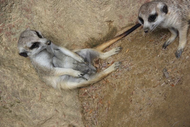 Surikata in Nature stock image. Image of deer, rabbit - 198968367