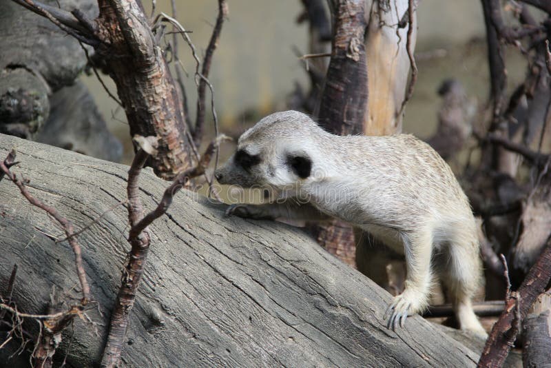 Surikata in Nature stock image. Image of animal, nature - 198968563