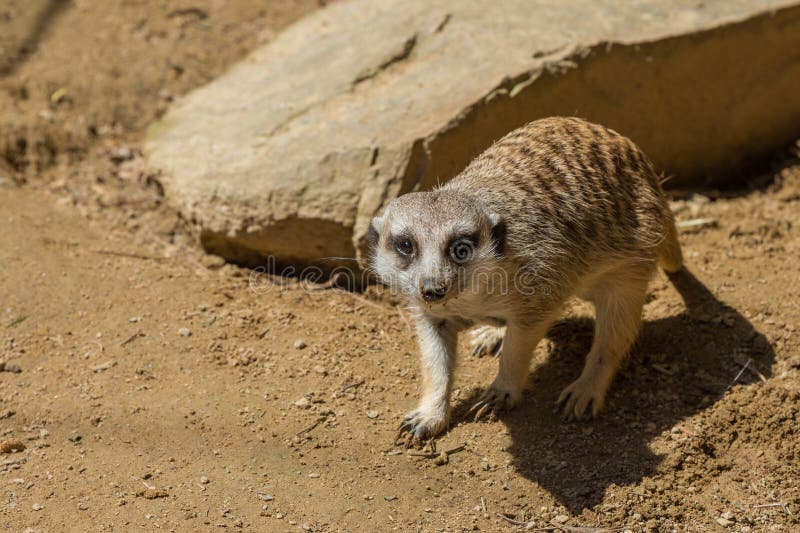 Surikata on Sand. Surikat in a Profile Stock Photo - Image of africa ...