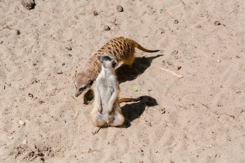 Surikata on Sand. Surikat in a Profile Stock Image - Image of africa ...