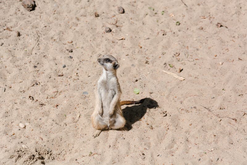 Surikata on Sand. Surikat in a Profile Stock Photo - Image of eyes ...