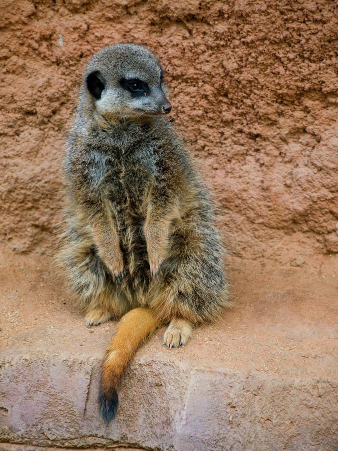 Surikata In The Wild Nature. Amusing Animal. Stock Photo - Image of ...