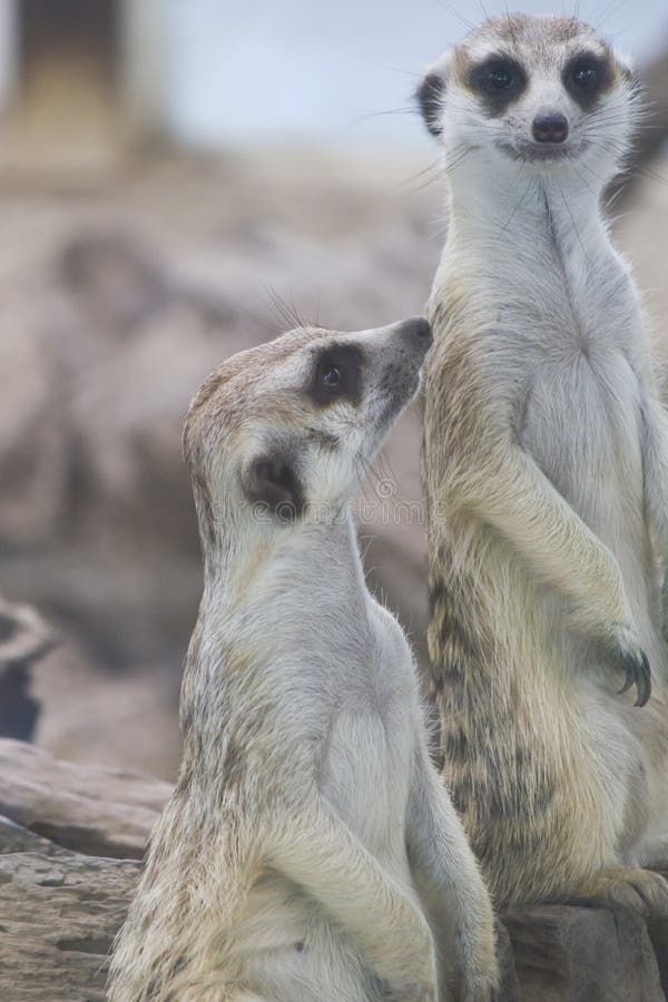 Surikata in the steppe stock photo. Image of single - 109016572