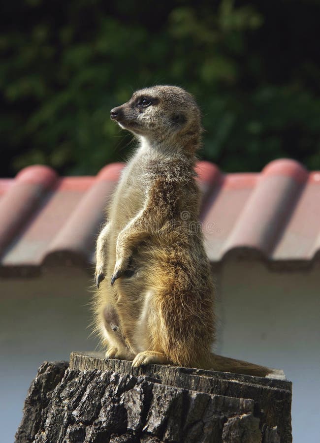 Surikate stock photo. Image of meercat, face, animal - 60336206