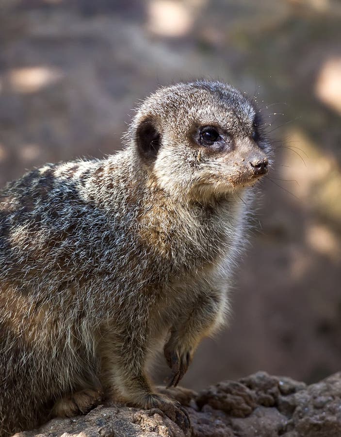 Surikate stock photo. Image of cute, family, nature, desert - 33299164