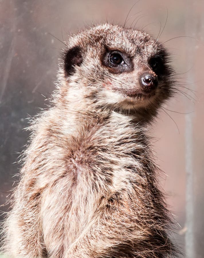 Surikate stock image. Image of outdoors, mouth, park - 33299157