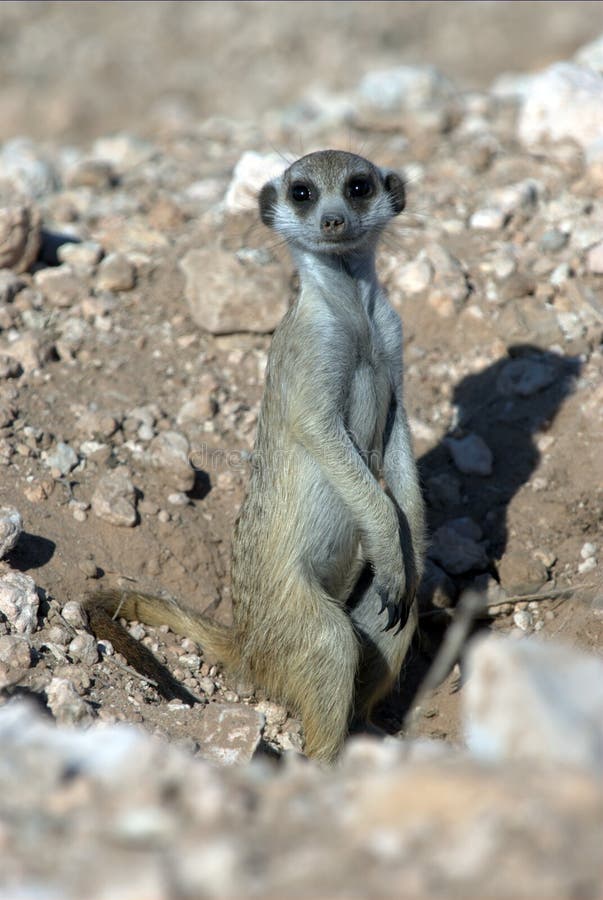 3+ Suricati Free Stock Photos - StockFreeImages