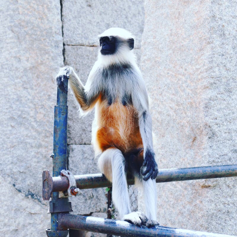 Surili Monkey Perching on Metal Pipe Stock Photo - Image of savanna ...