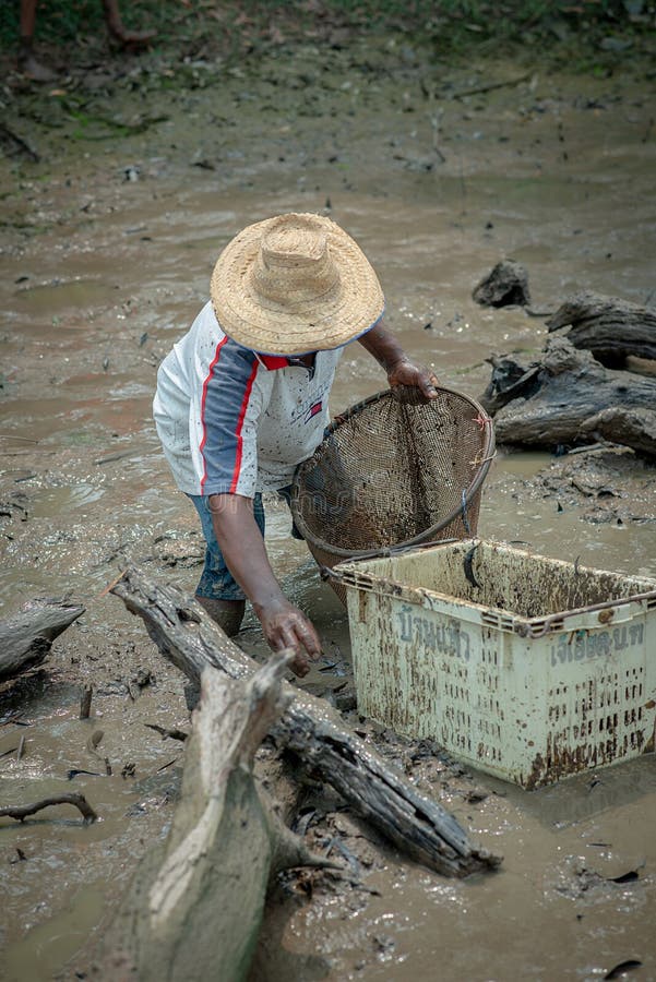 Surin, Thailand - August 25, 2020 : a Man Finding Fish in Mud in the ...