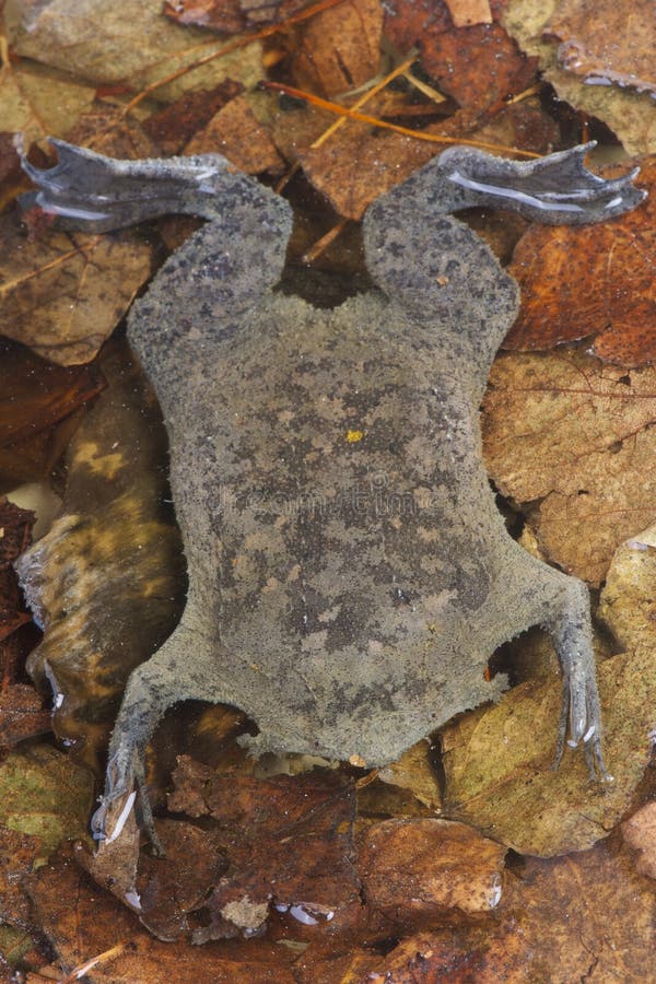 Surinam Toad / Pipa pipa stock image. Image of south - 28311183