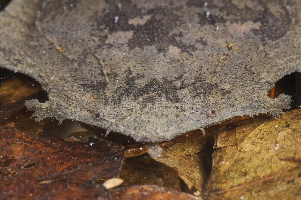 Surinam Toad / Pipa pipa stock image. Image of surinam - 28311201