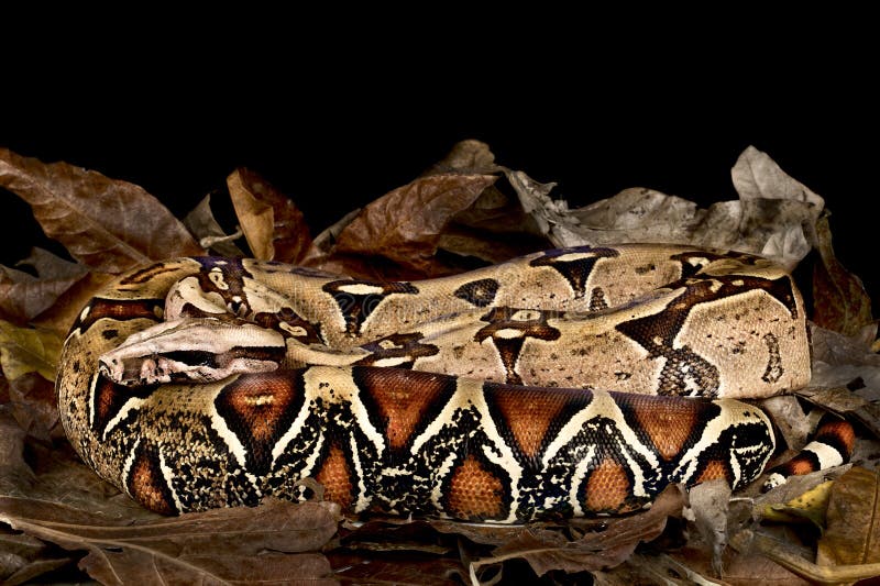 Suriname Red-tailed Boa (Boa Constrictor Constrictor) Stock Photo ...