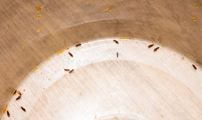 Surinamese Flour Eater.Bugs are Parasites Stock Image - Image of ...