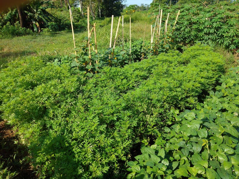 Suring Leaf Plants that are Starting To Grow Green Stock Image - Image ...