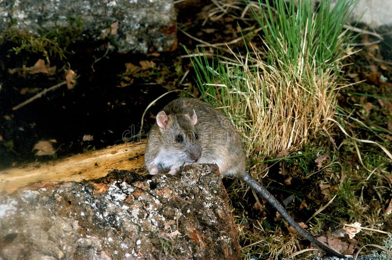 SURMULOT rattus norvegicus foto de archivo. Imagen de completo - 169899498