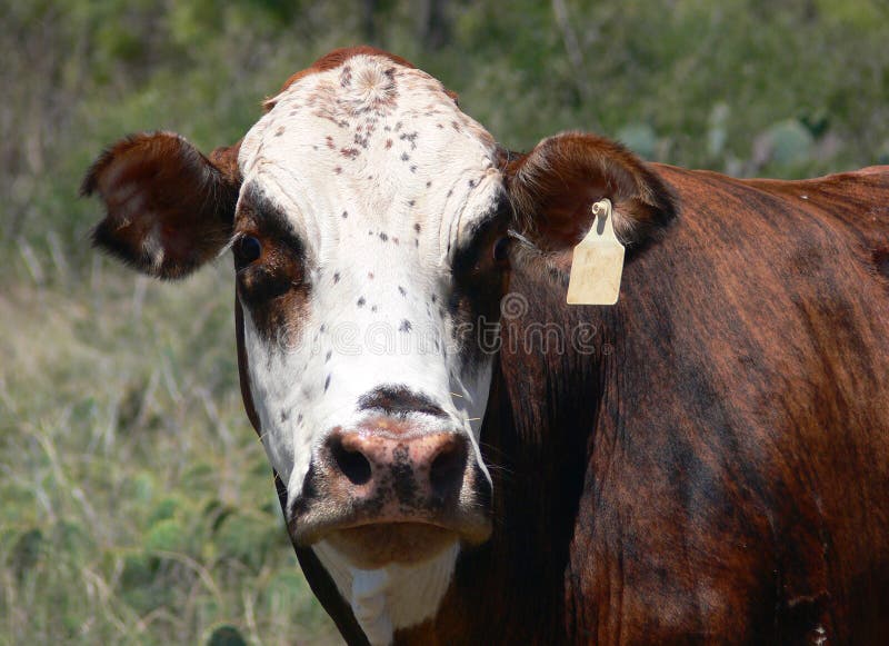 Surprise stock image. Image of ranch, surprise, agriculture - 11873465