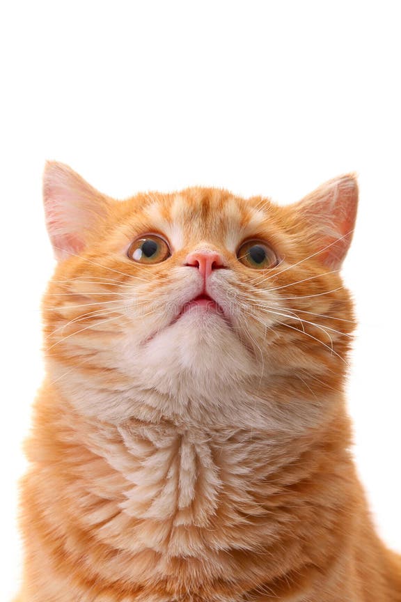 Surprise cat looking up stock photo. Image of household - 16538504
