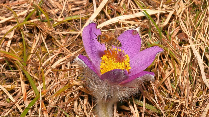 The Surprise of Spring, the First Fragile Flower from the Alpine ...