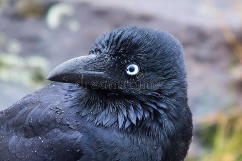 Surprised Australian Raven stock photo. Image of feather - 42328960