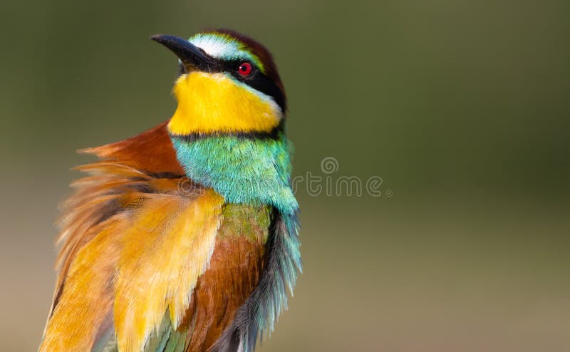 Surprised Beautiful Bird Looking at the Camera Stock Photo - Image of ...