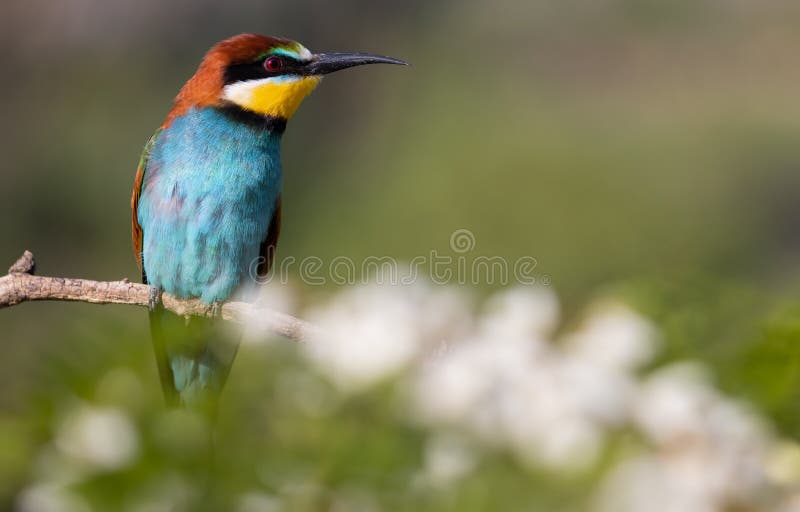 Surprised Beautiful Bird Looks To the Side Stock Image - Image of green ...