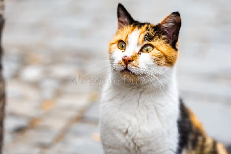 Surprised Cat with Funny Facial Expression. Calico Cat Looking ...