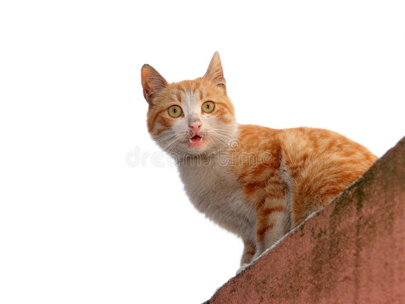 Surprised Cat Looking at Camera Stock Image - Image of kitten, nature ...