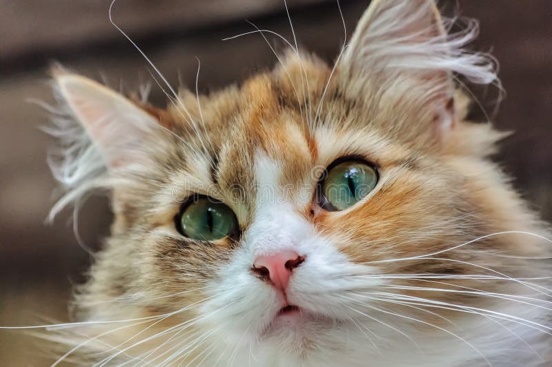 Surprised cat stock image. Image of life, lying, young - 42351607