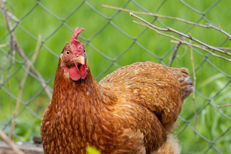 Surprised Chicken Looking at the Camera Stock Image - Image of bird ...